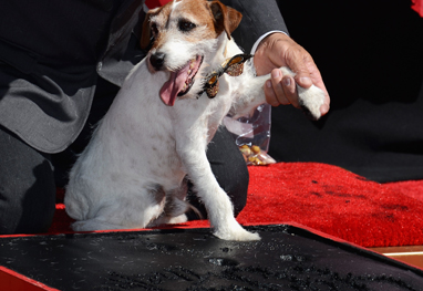 Cachorro que atuou em O Artista se aposenta e ganha estrela na calçada ...