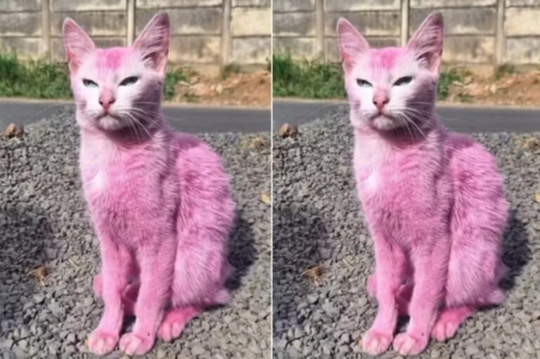 Gata pintada de rosa choca web e mobiliza resgate em MG - OFuxico