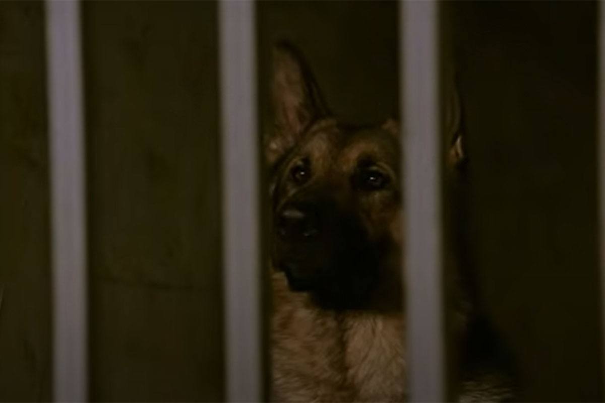 Na quinta-feira (7) a Sessão da Tarde exibe 'Megan Leavey'