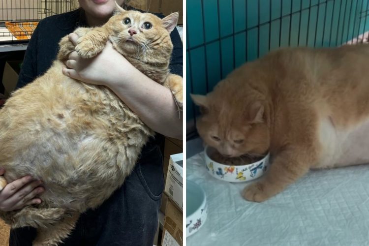 Kroshik, o 'gato mais gordo do mundo', morre pesando três vezes mais ...